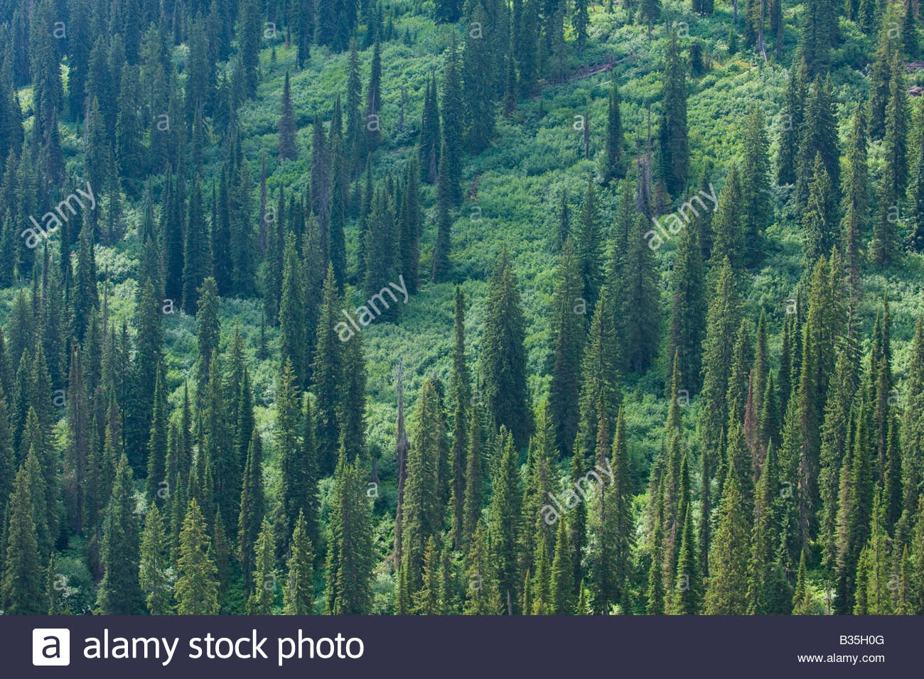 Sub Alpine Stock Photos & Sub Alpine Stock Images - Alamy