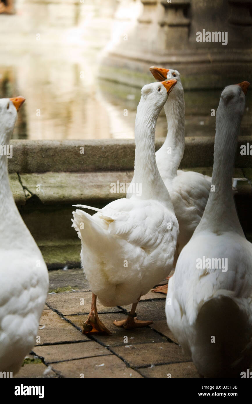 SPAIN Barcelona White resident geese used as alarm system in cloister ...