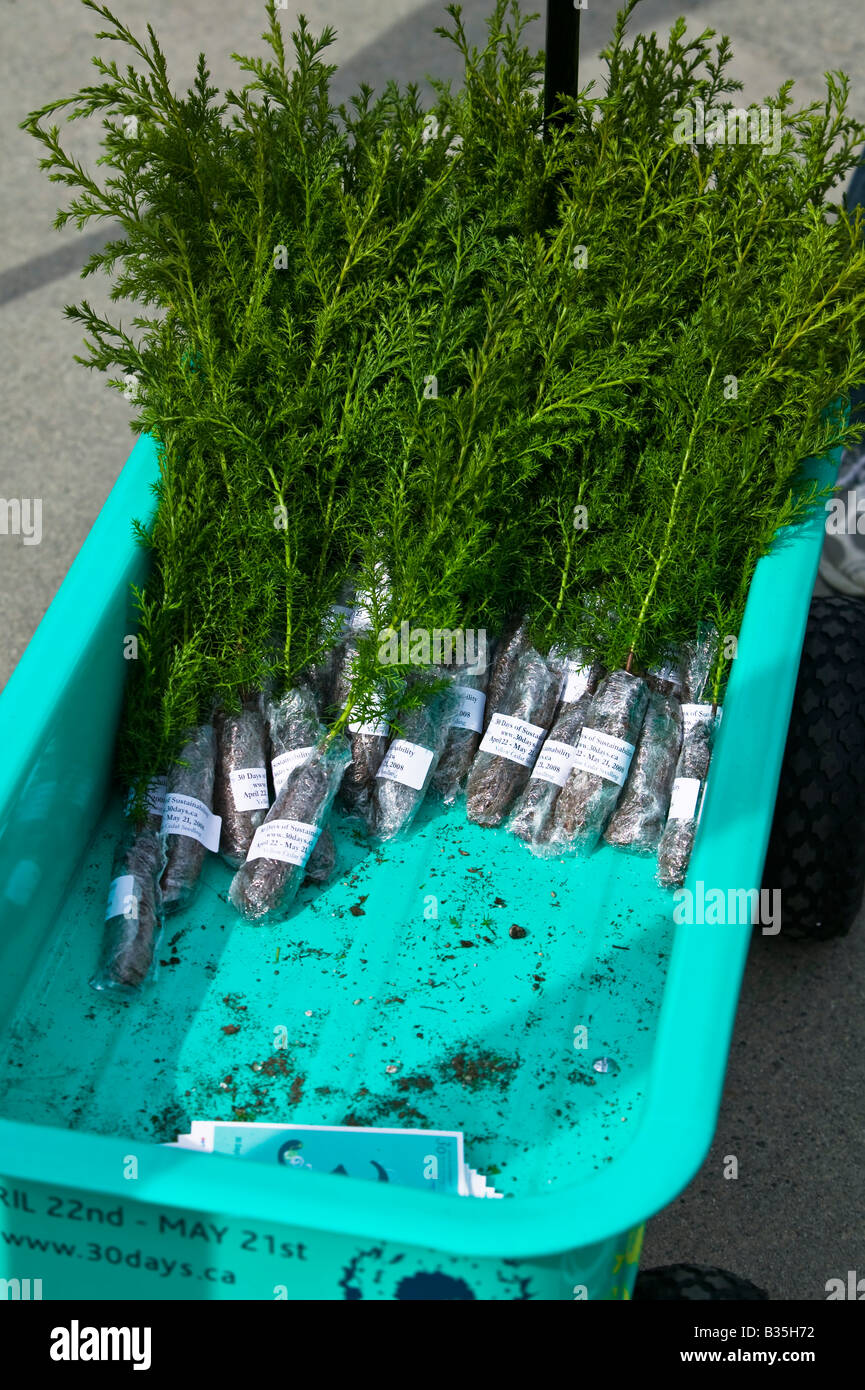 Distributing tree yearlings for planting Stock Photo - Alamy