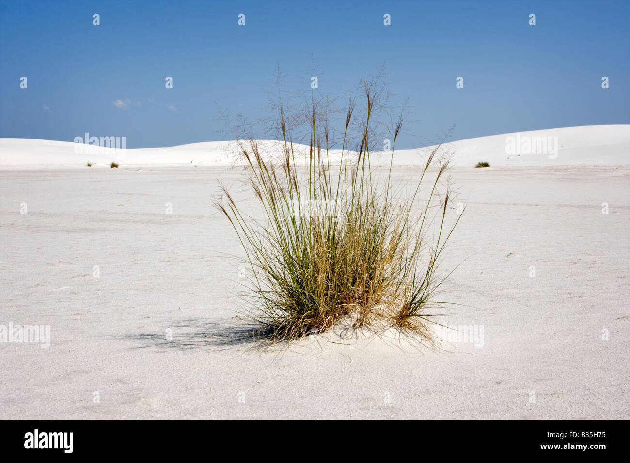 Alkali Sacaton, White Sands National Monument, New Mexico Stock Photo ...