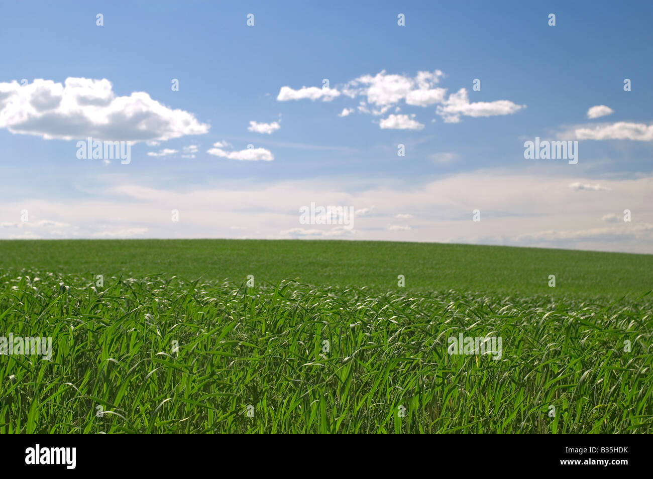 Green farmers field hi-res stock photography and images - Alamy