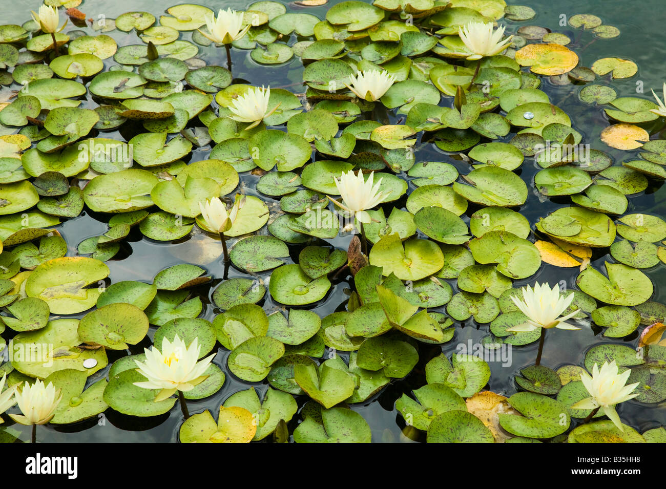 Patch of blooming water lilies Stock Photo - Alamy