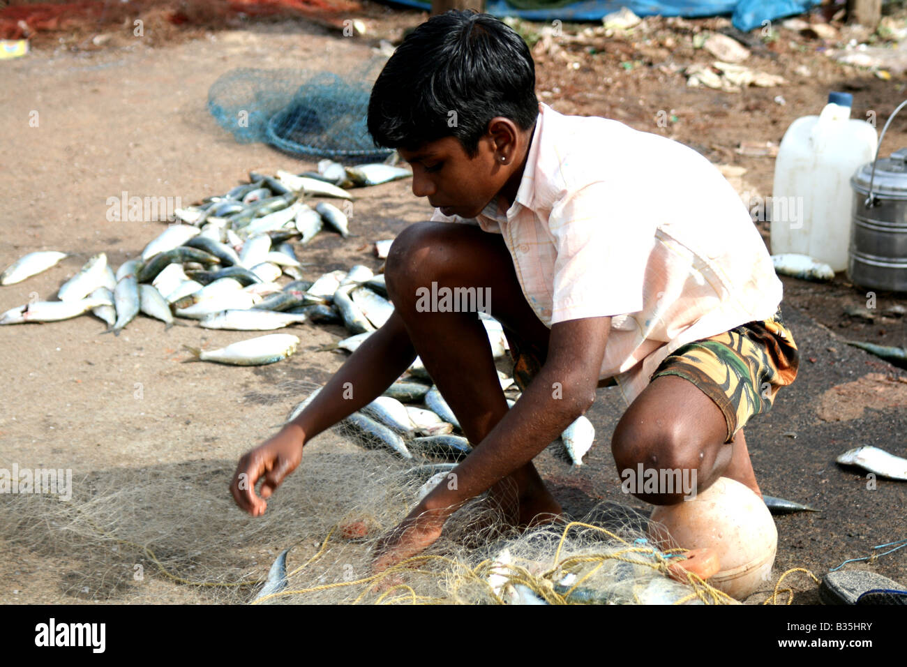 Fisherboy at a fish market seperating sardines from the net Stock Photo ...