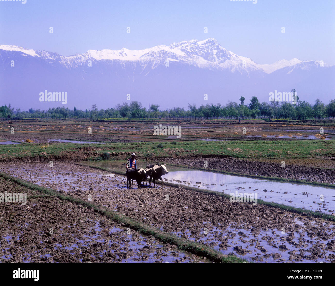 Ploughing paddy fields in the Vale of Kashmir Stock Photo - Alamy