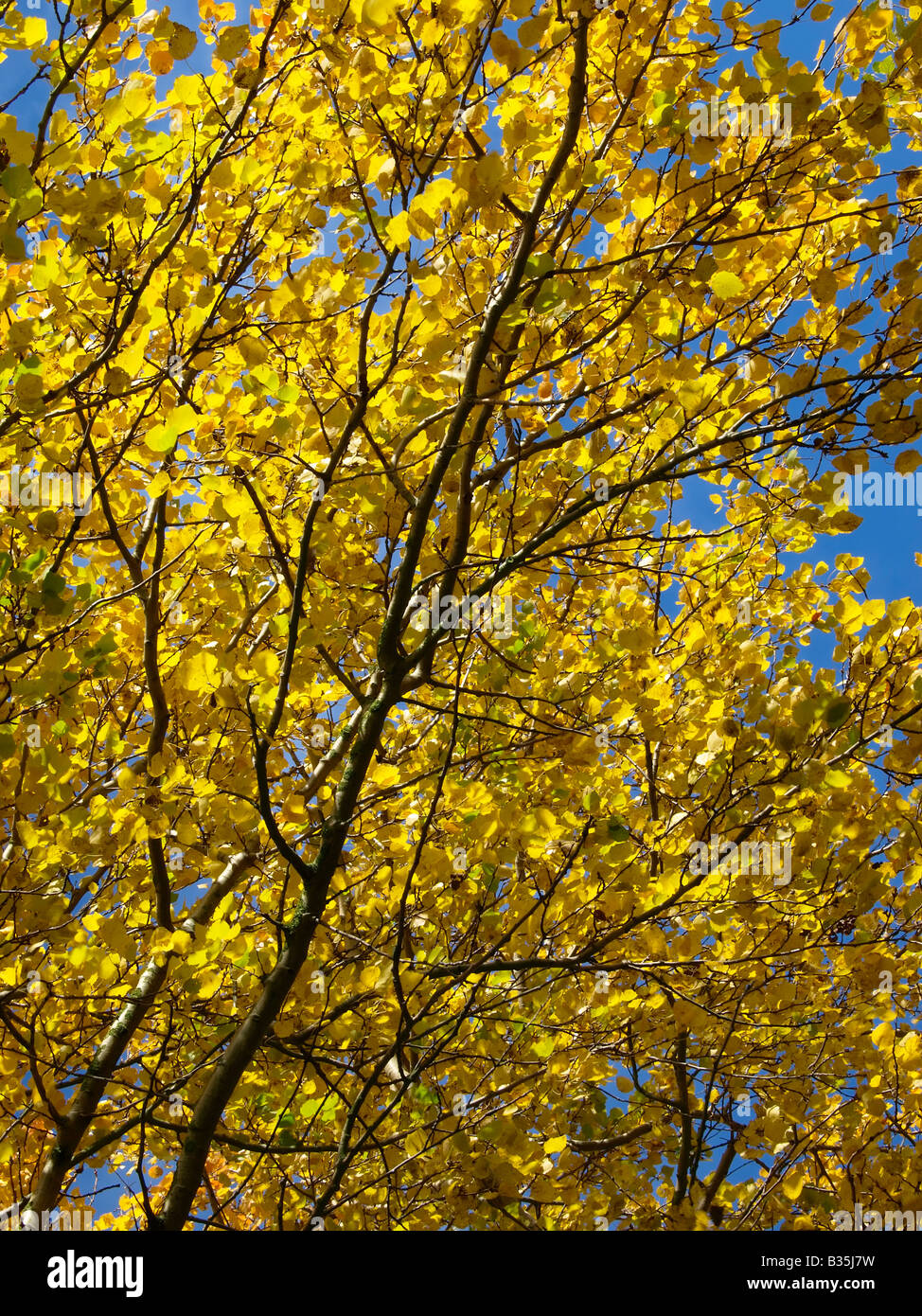 Populus canescens leaves hi-res stock photography and images - Alamy