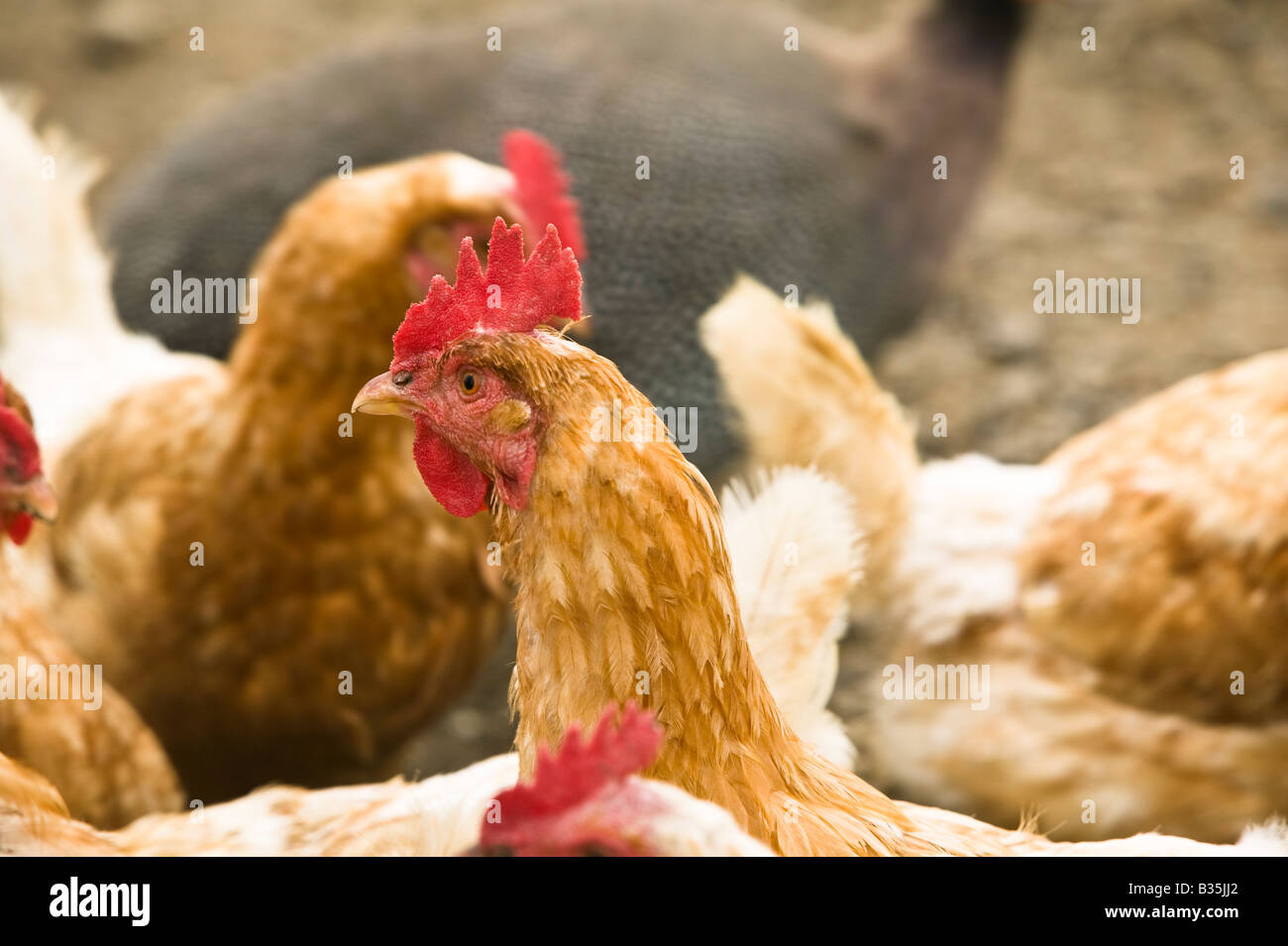Foul fowl hi-res stock photography and images - Alamy