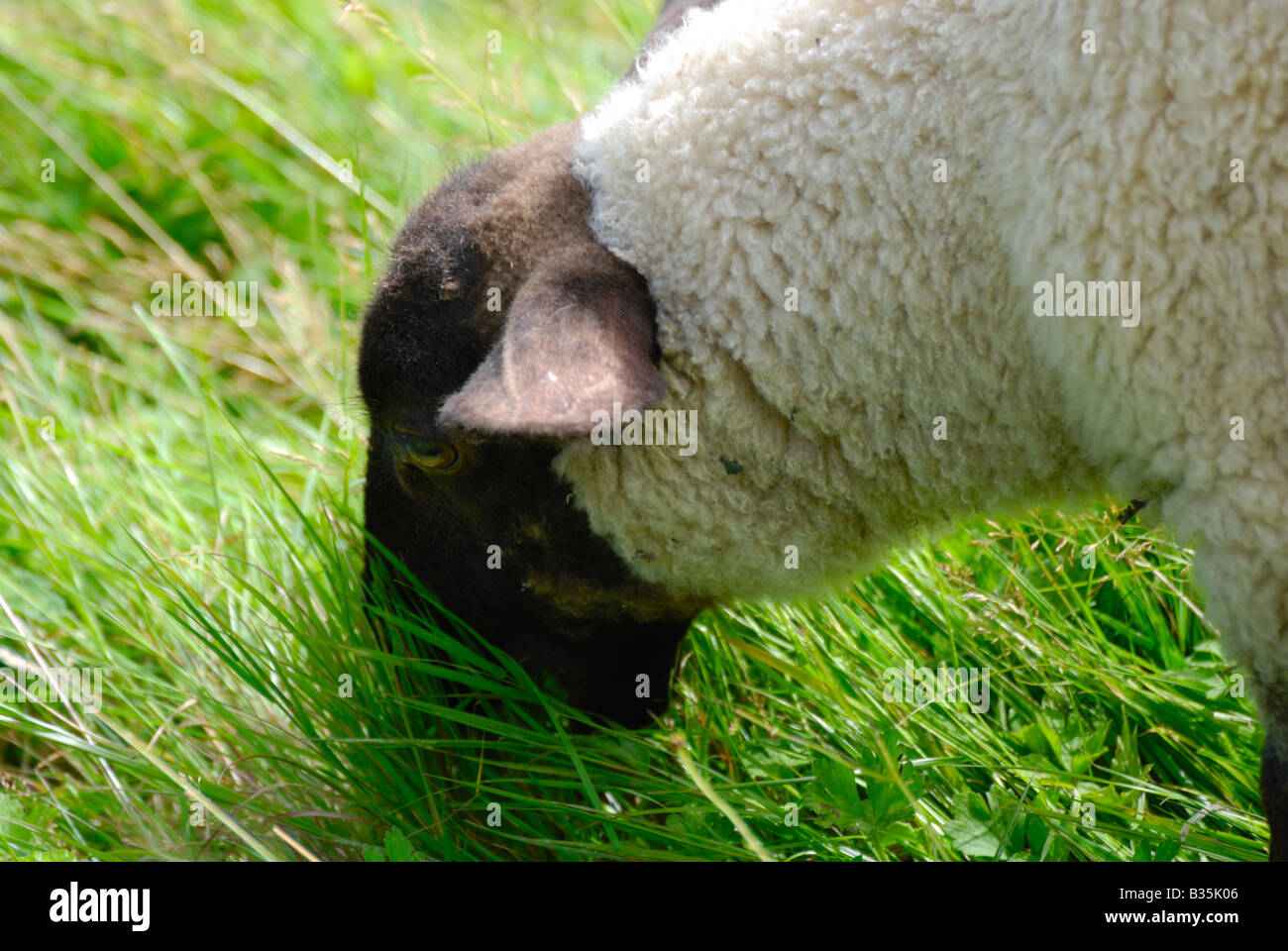 Calm sheep hi-res stock photography and images - Alamy