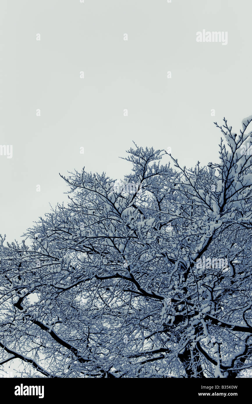 Tree with snow on its branches Stock Photo - Alamy