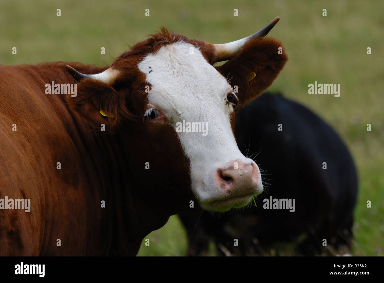 British cow hi-res stock photography and images - Alamy