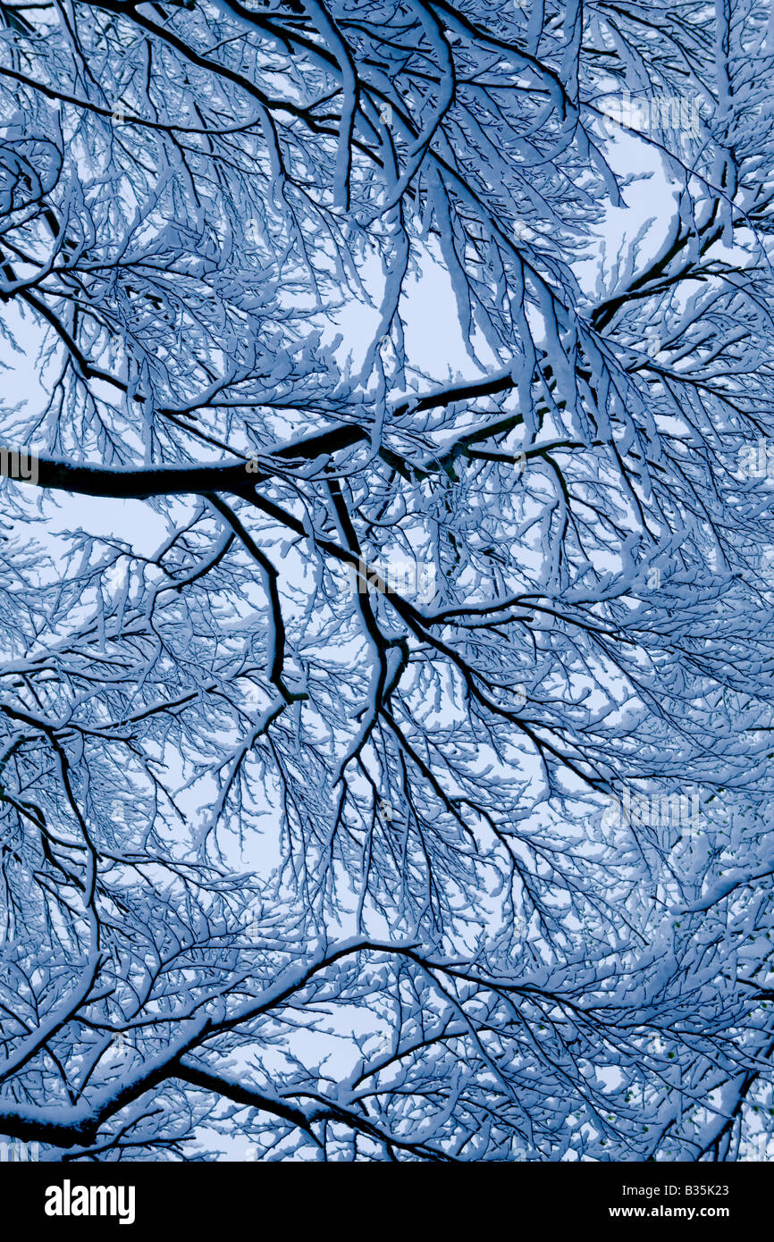 Snow branches hi-res stock photography and images - Alamy