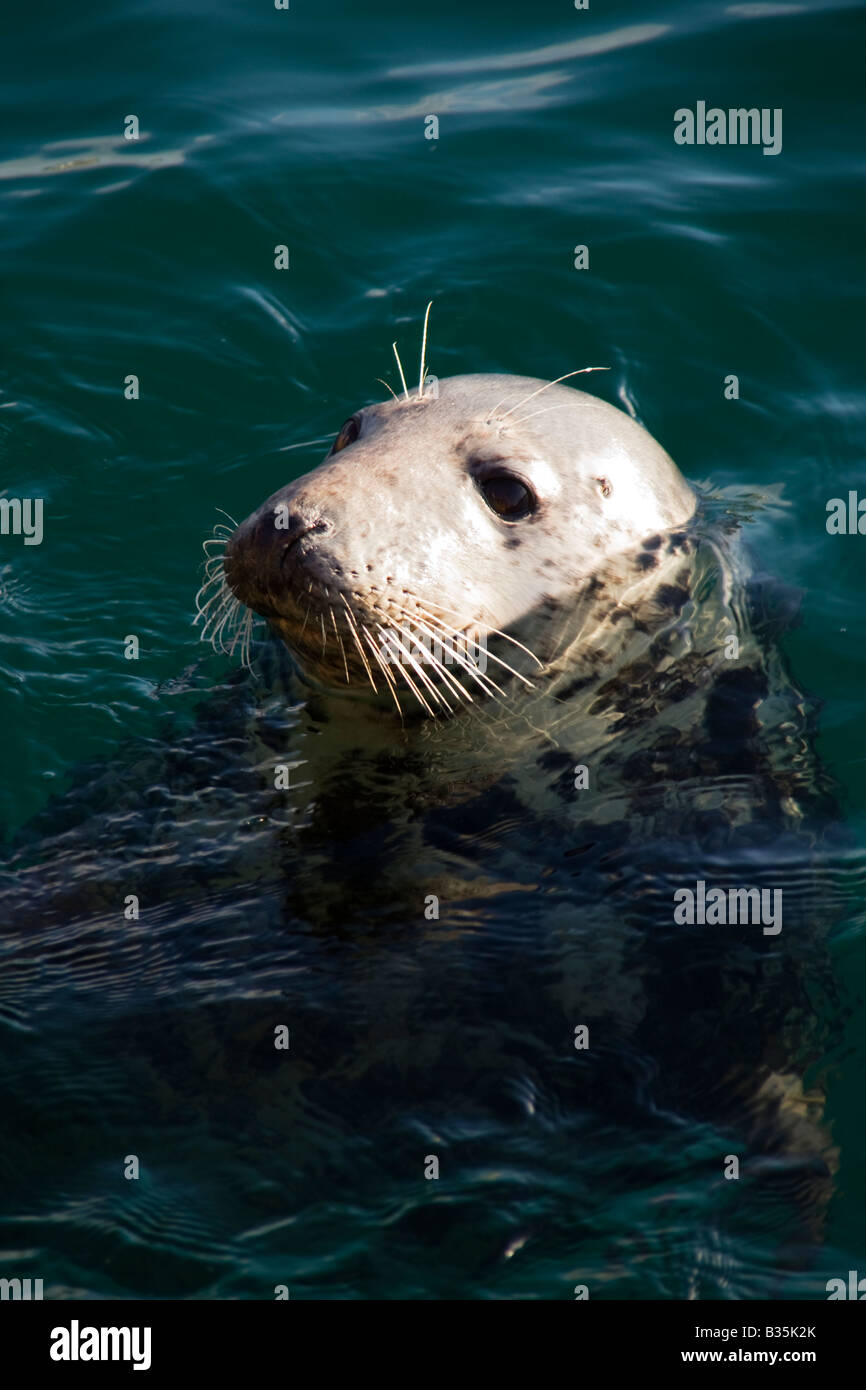 Seal in st ives harbour hi-res stock photography and images - Alamy