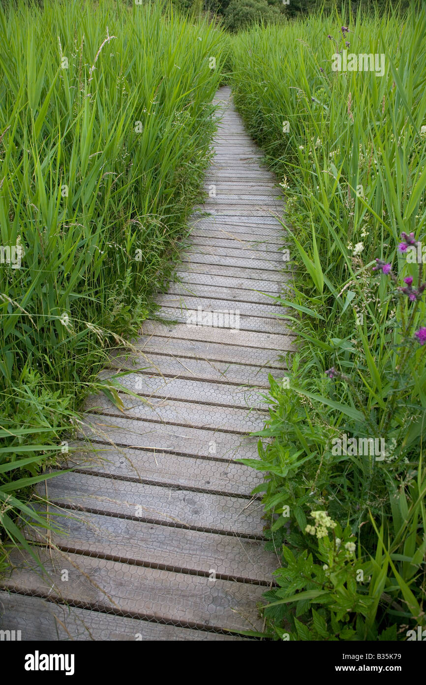 Board Walk on Wetland Nature reserve Norfolk July Stock Photo - Alamy