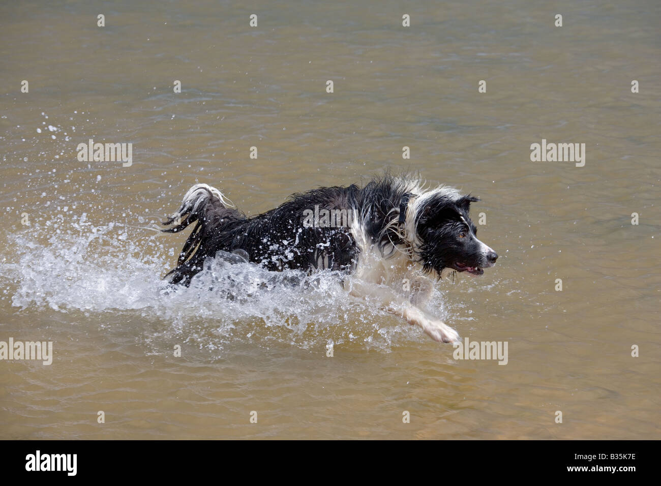 Border Collie playing in the Sea Stock Photo - Alamy