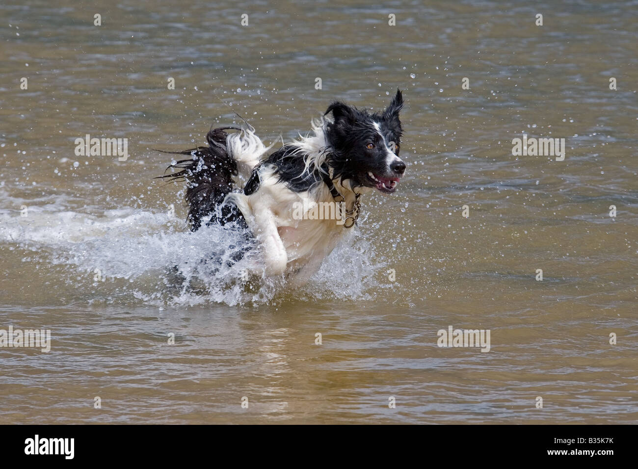 Border Collie playing in the Sea Stock Photo - Alamy
