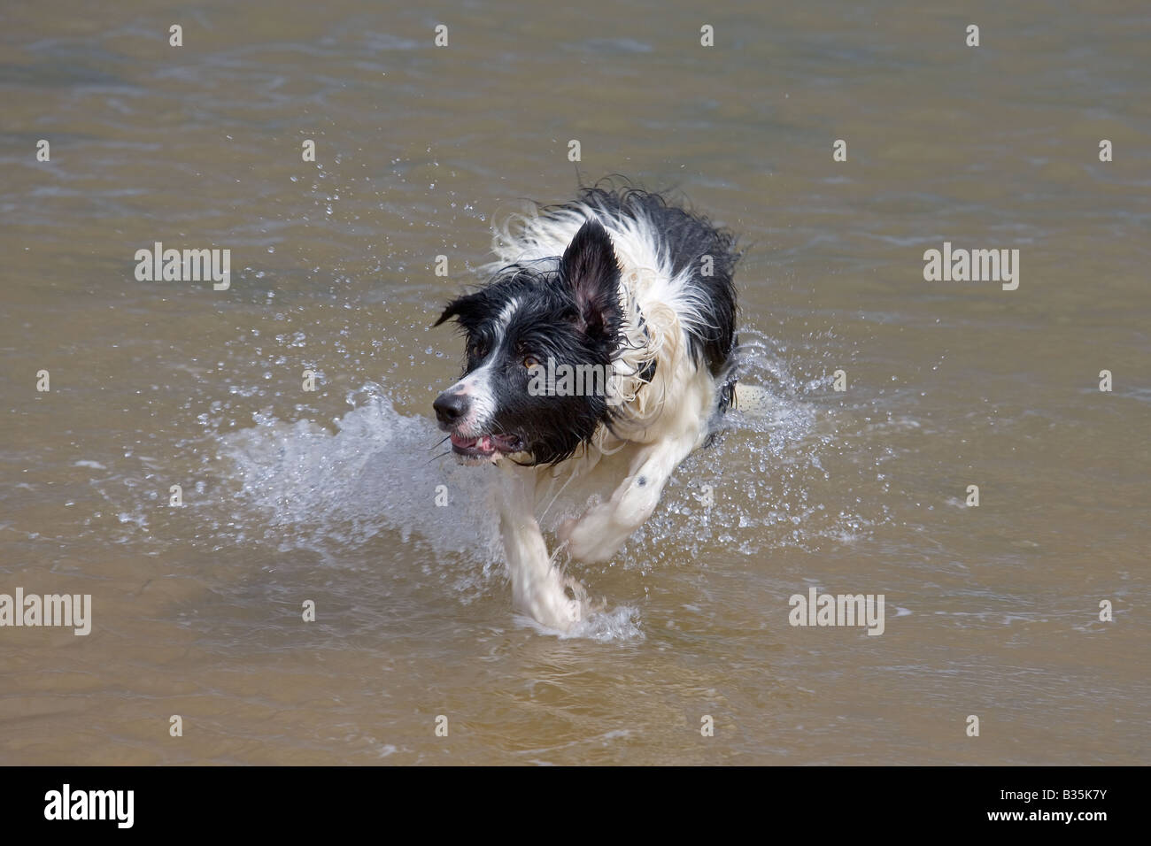 Border Collie playing in the Sea Stock Photo - Alamy