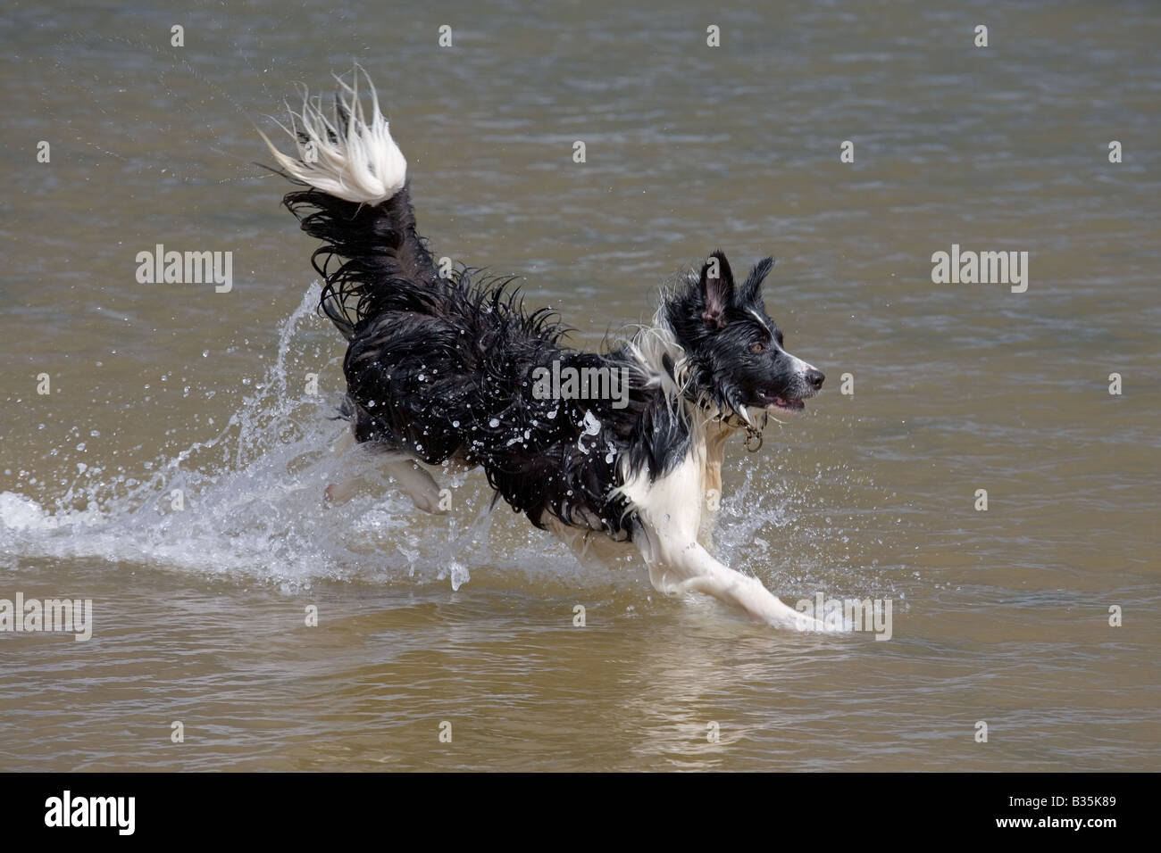Border Collie playing in the Sea Stock Photo - Alamy
