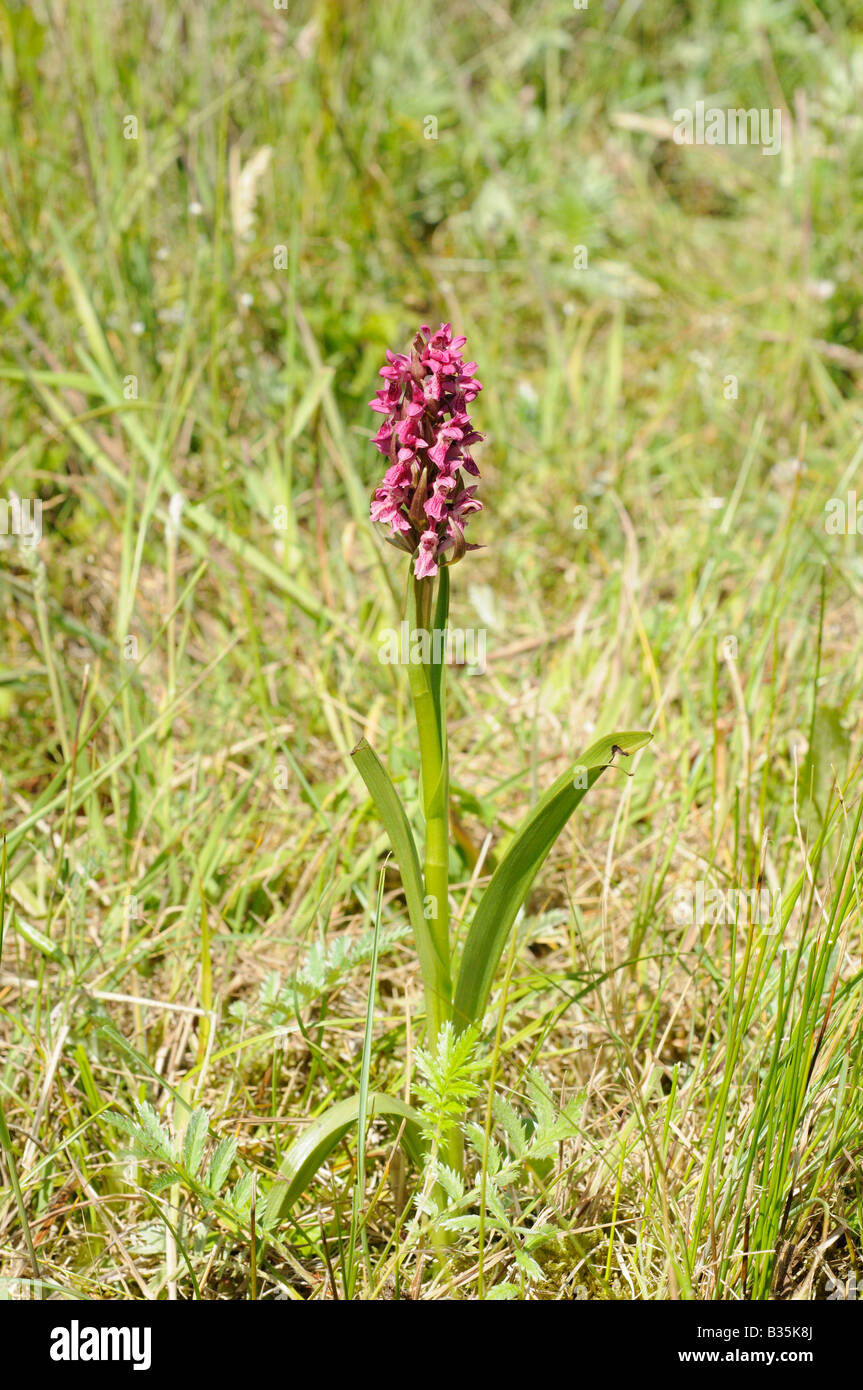 Early Marsh Orchid dactylorhiza coccinea Norfolk sub species growing in ...