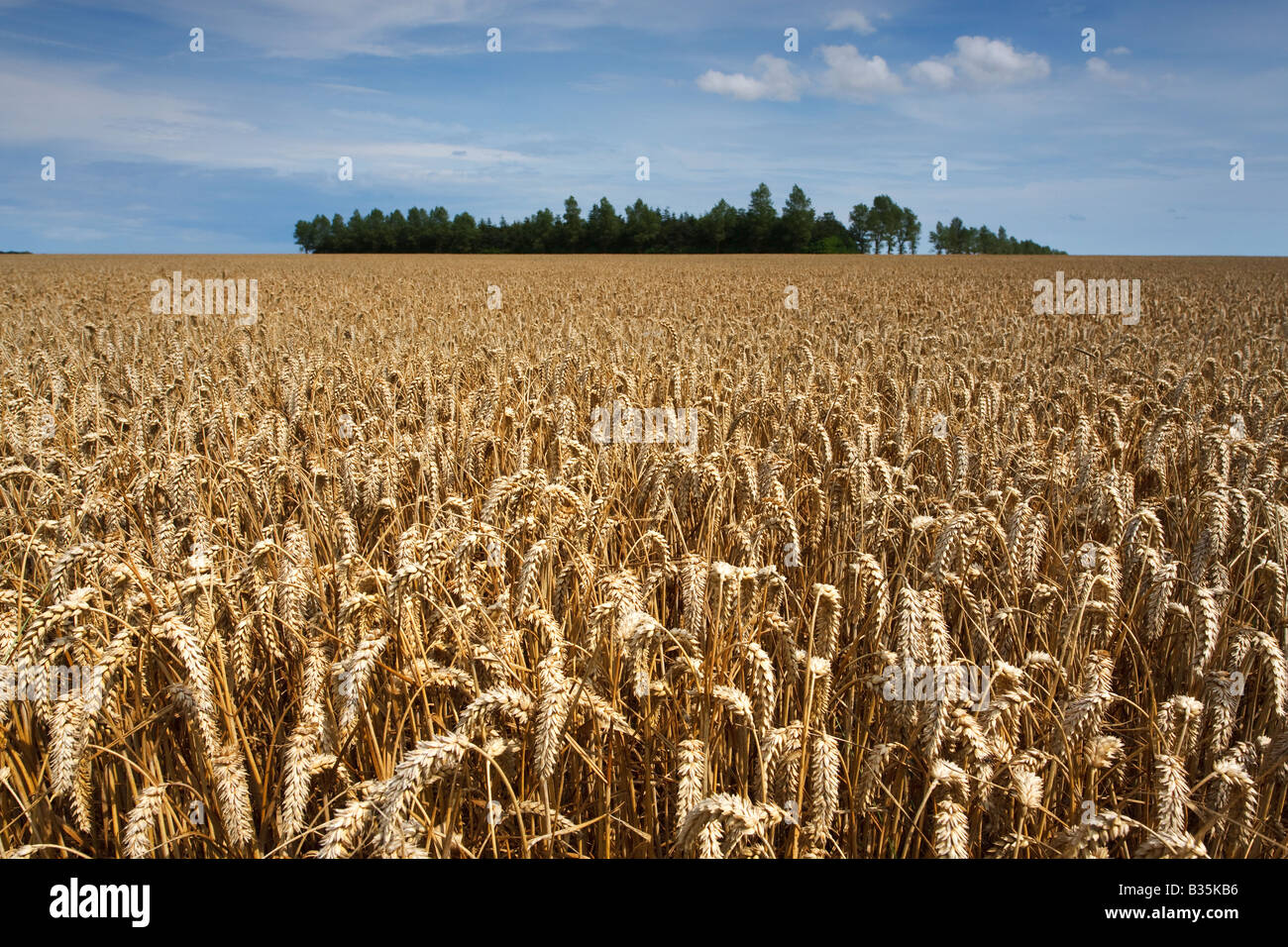 Food photography portfolio hi-res stock photography and images - Alamy