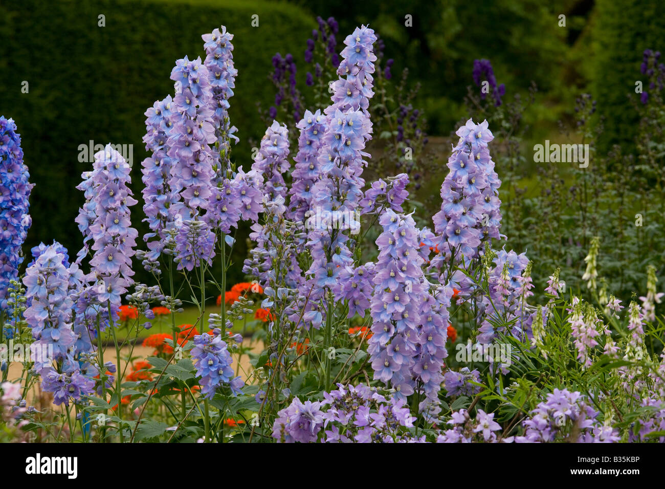 Delphiniums seed hi-res stock photography and images - Alamy