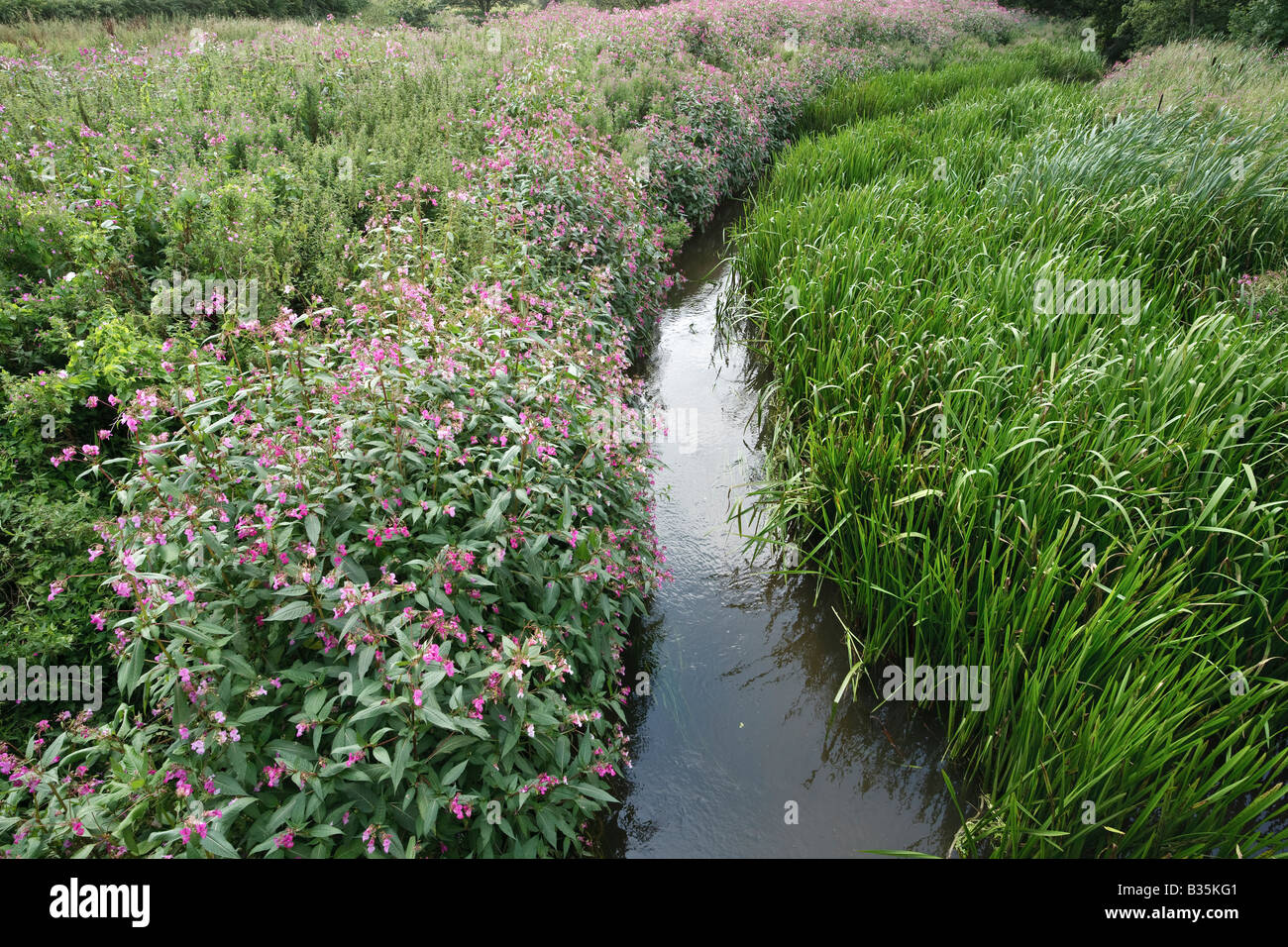 River bure norfolk itteringham hi-res stock photography and images - Alamy