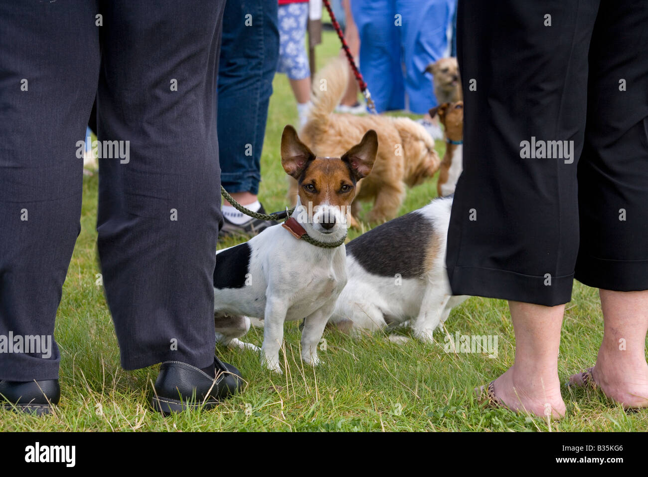 Dog dogs show norfolk hi-res stock photography and images - Alamy