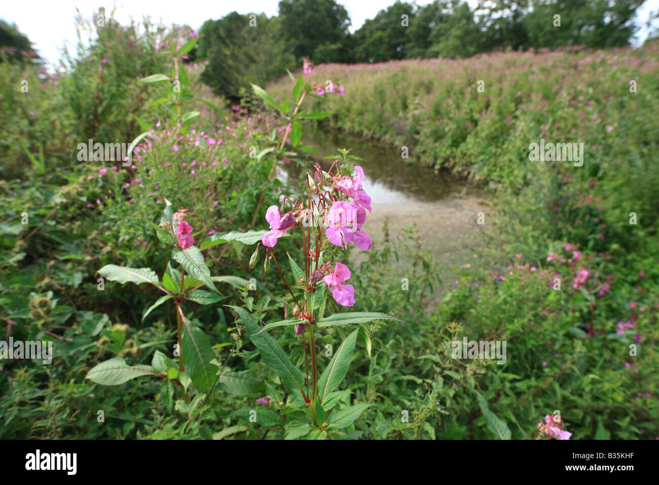 River bure norfolk itteringham hi-res stock photography and images - Alamy