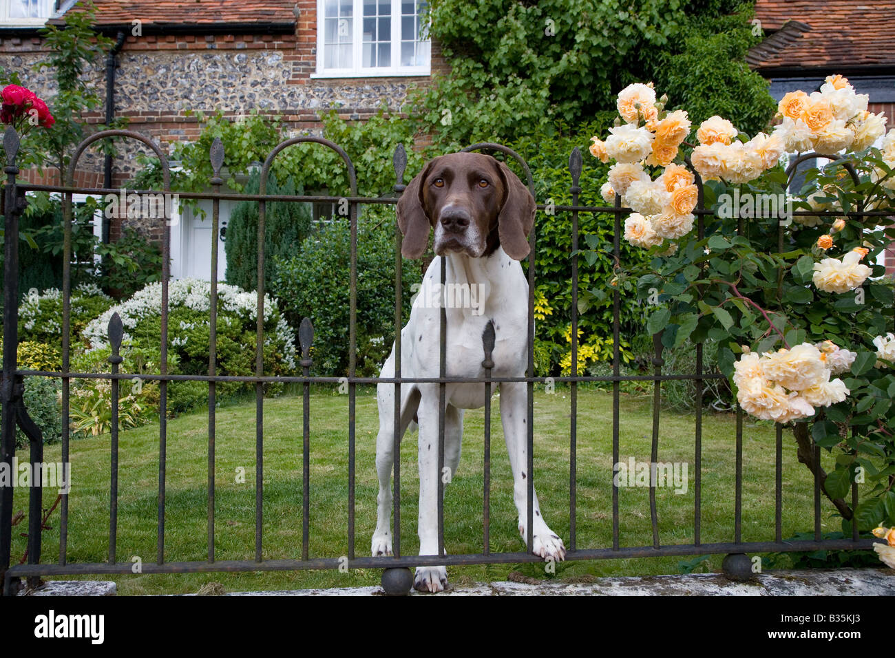 Pointer Dog on Guard Stock Photo - Alamy