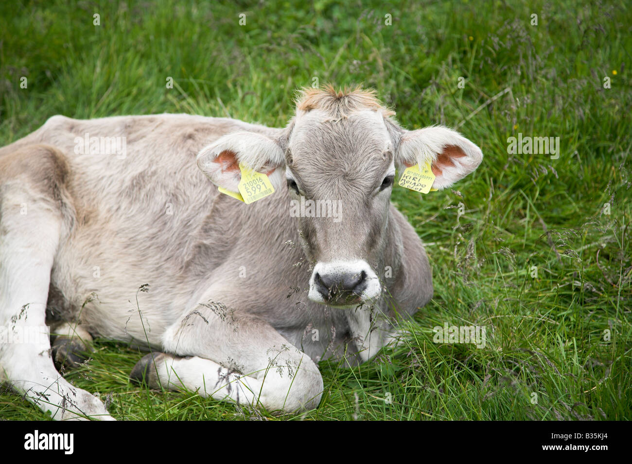 Cow with identification tags Stock Photo - Alamy