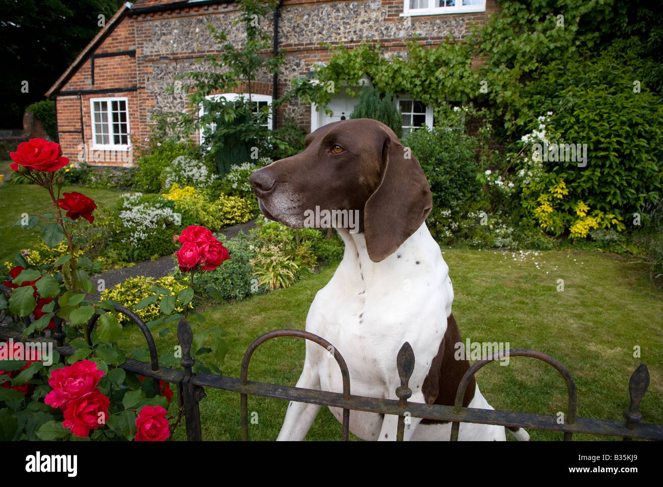 Pointer Dog on Guard Stock Photo - Alamy