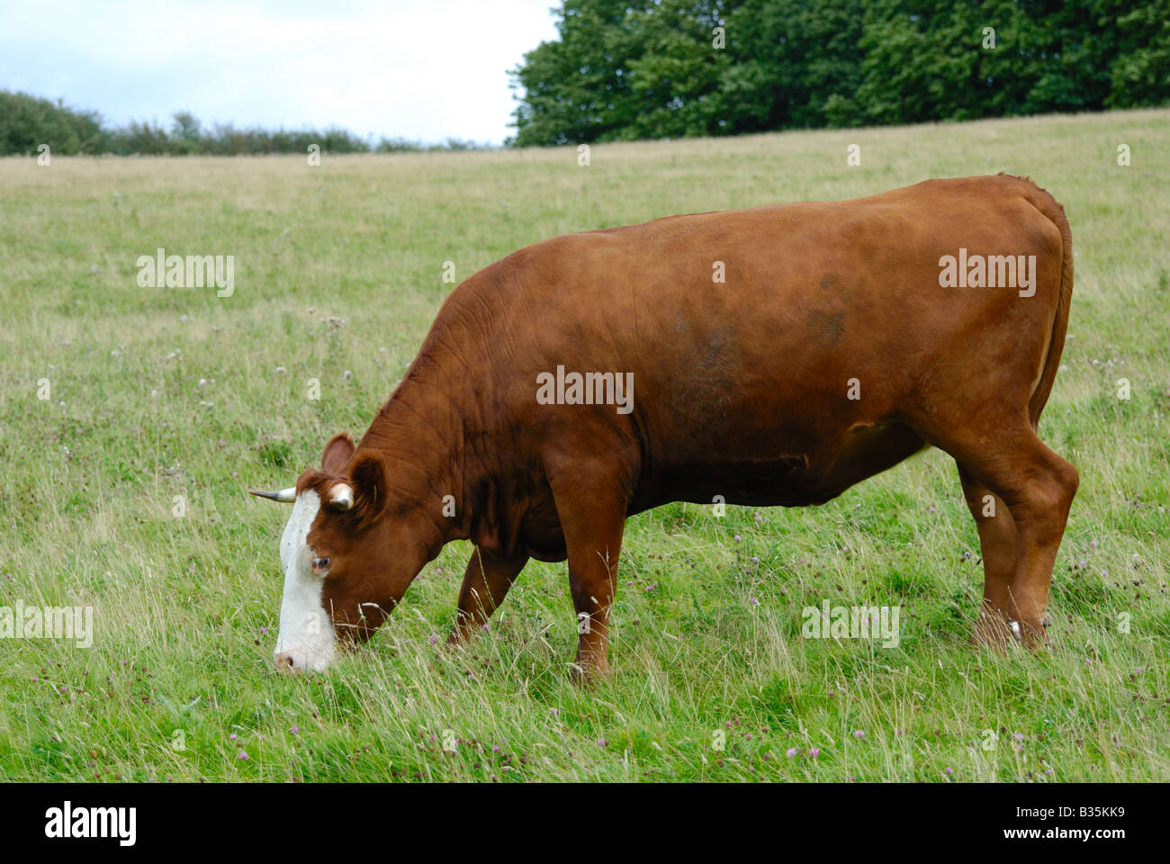 British cow hi-res stock photography and images - Alamy