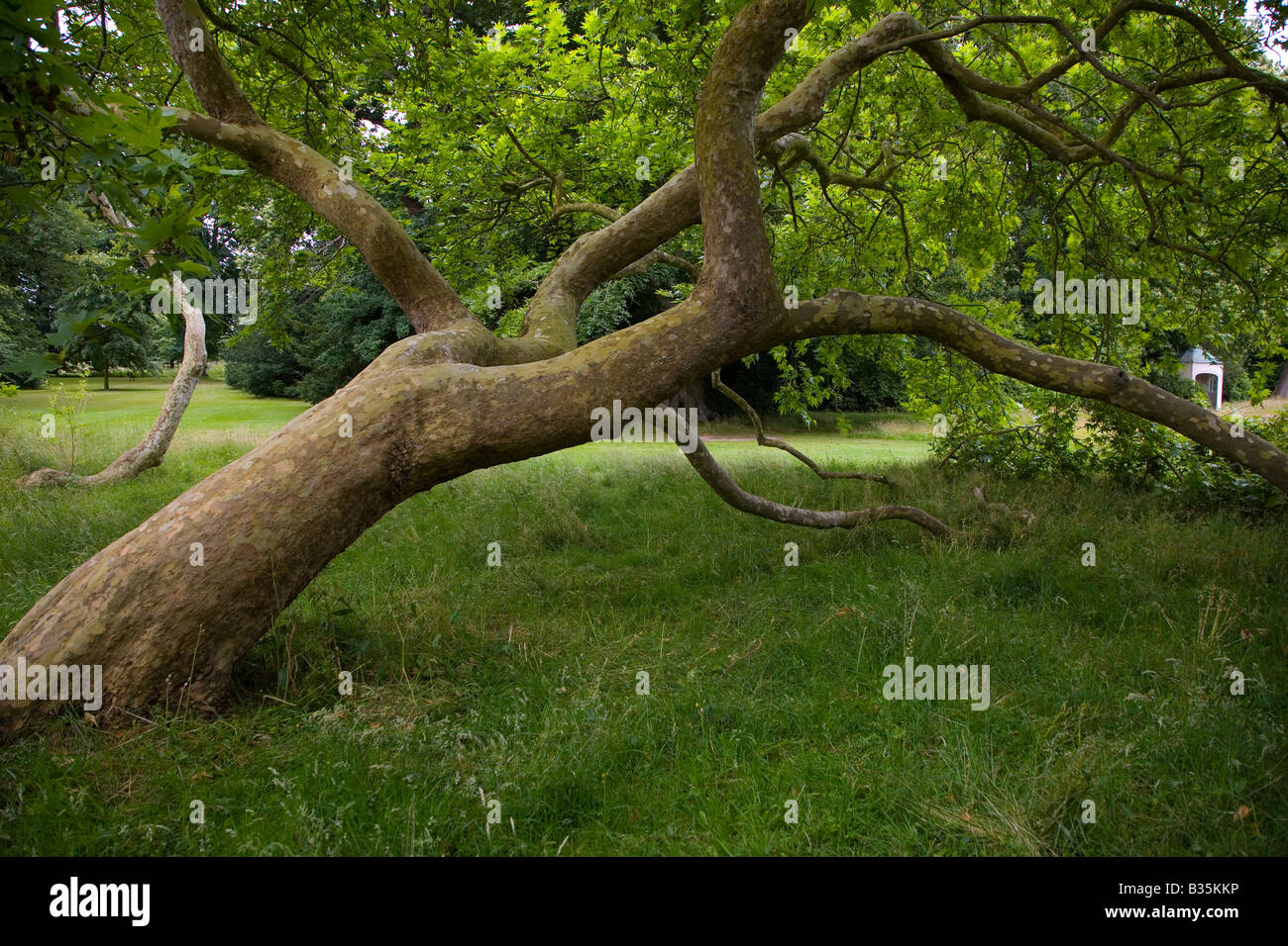 Plan trees hi-res stock photography and images - Alamy