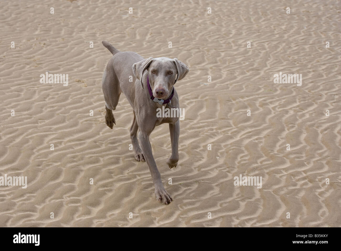 Weimaraner running on Beach Stock Photo - Alamy