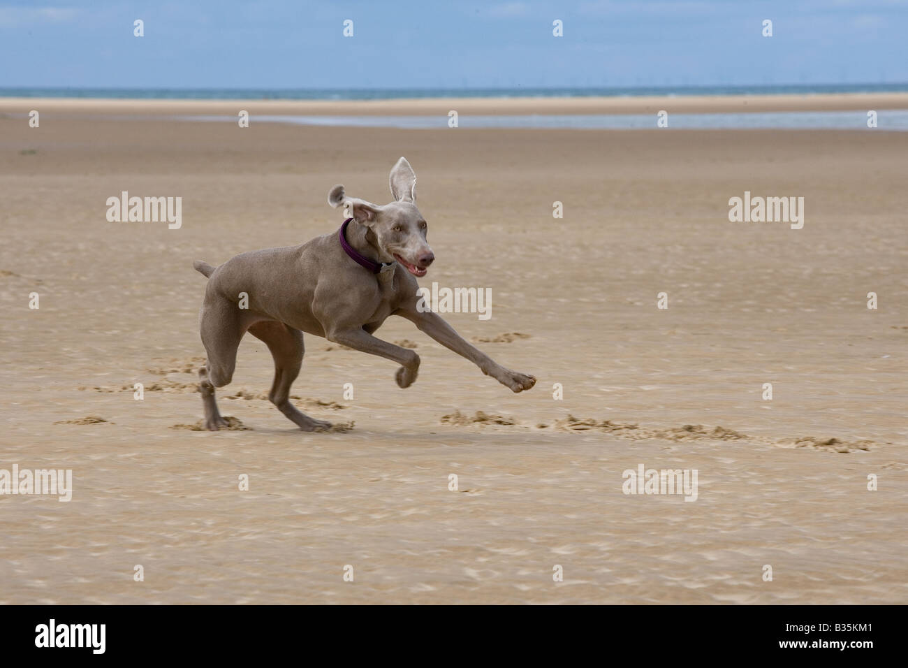 Weimaraner running on Beach Stock Photo - Alamy