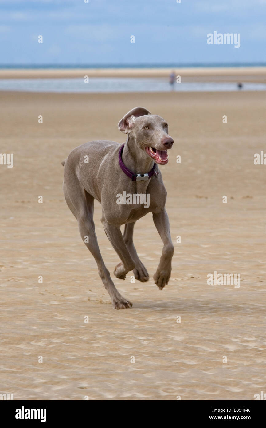 Weimaraner running on Beach Stock Photo - Alamy