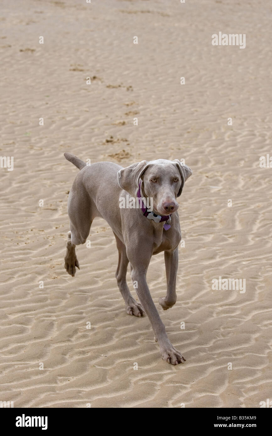 Weimaraner hi-res stock photography and images - Alamy