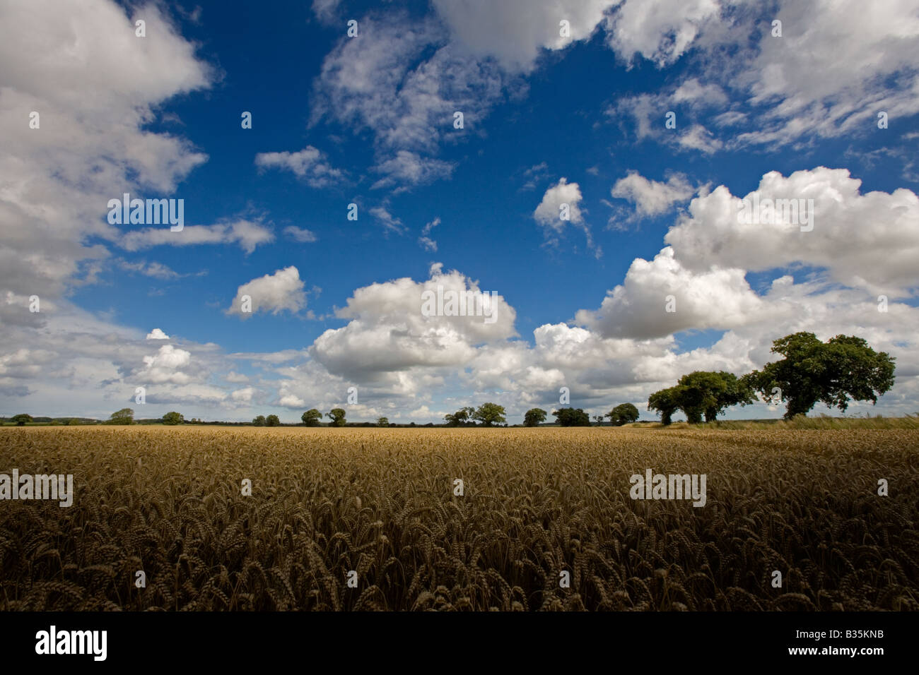 Wheat Ready for Harvest Norfolk August Stock Photo - Alamy