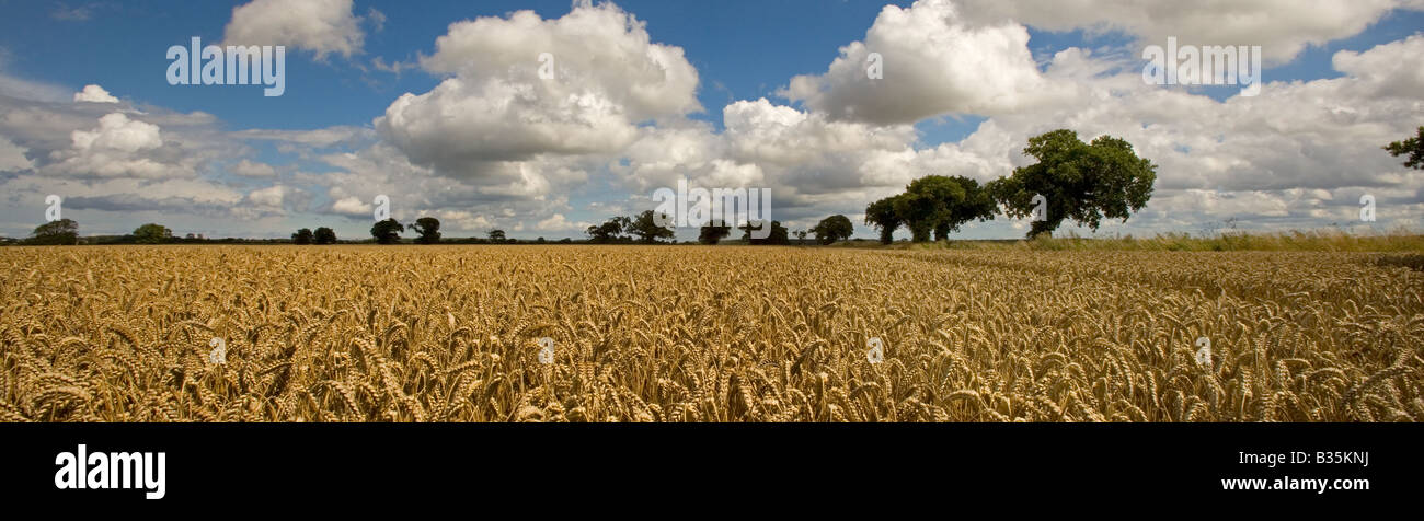 Wheat Ready for Harvest Norfolk August Stock Photo - Alamy