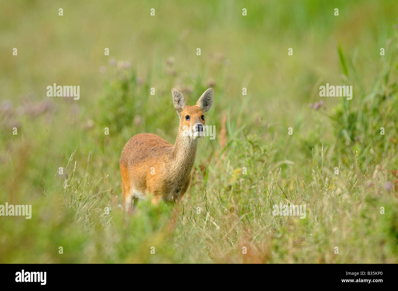 Hydropotes inermis inermis hi-res stock photography and images - Alamy