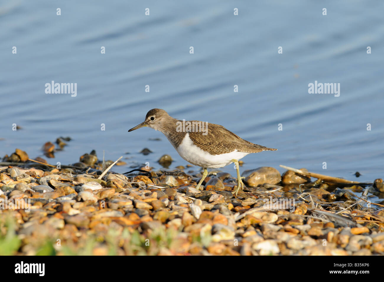 Common Sandpiper actitis hypoleucos by coastal scrape Norfolk UK August ...