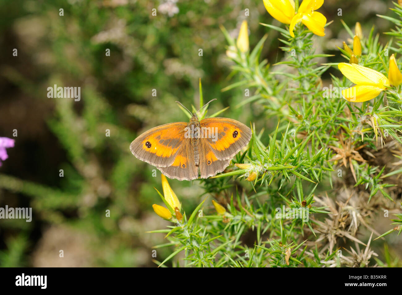 Butterfly Gatekeeper pyronia tithonus resting on gorse ulex europaeus ...