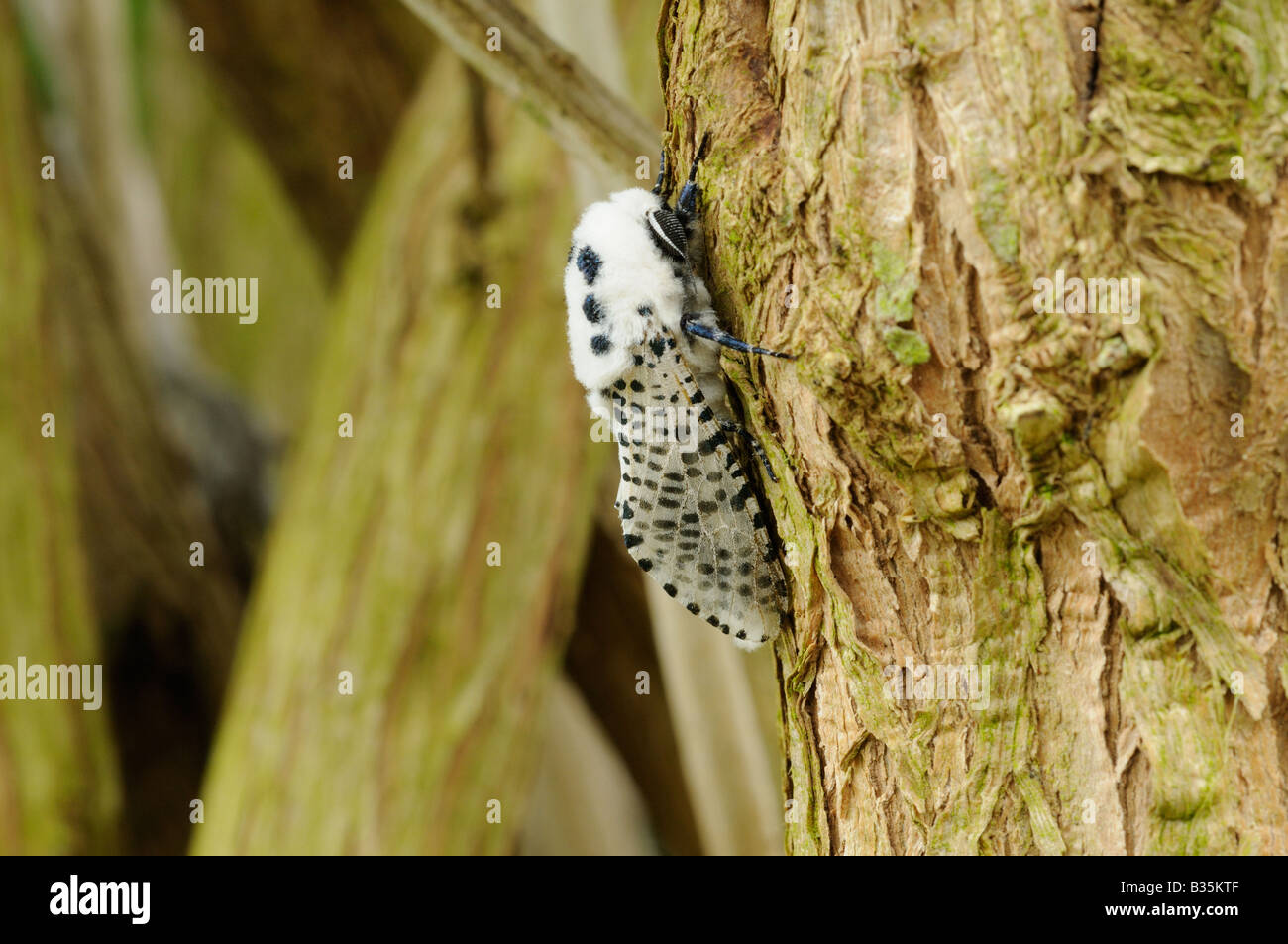 Leopard moth hi-res stock photography and images - Alamy