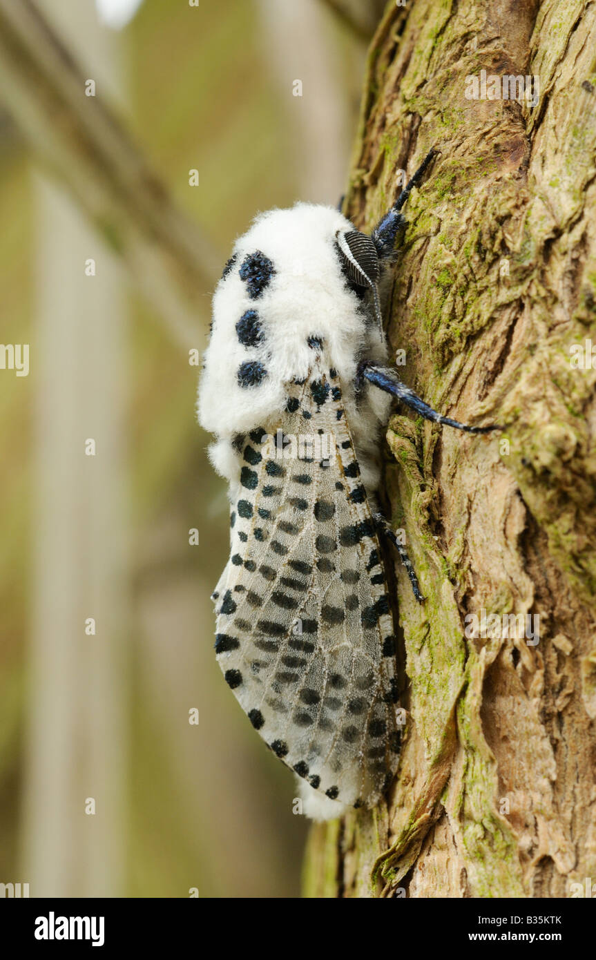 Leopard moth uk hi-res stock photography and images - Alamy