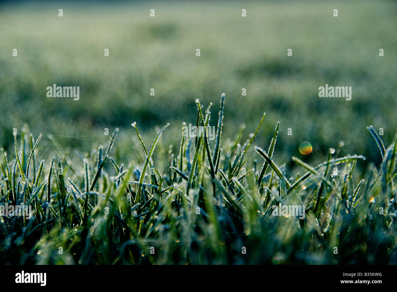 Fresh dewy grass hi-res stock photography and images - Alamy