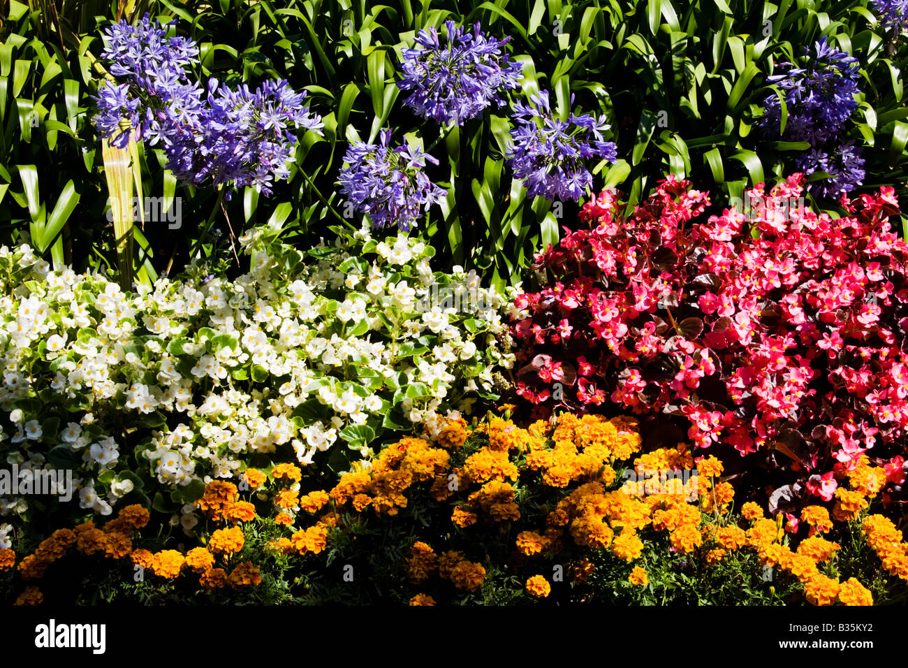 Marigolds flowers growing blooming hi-res stock photography and images ...