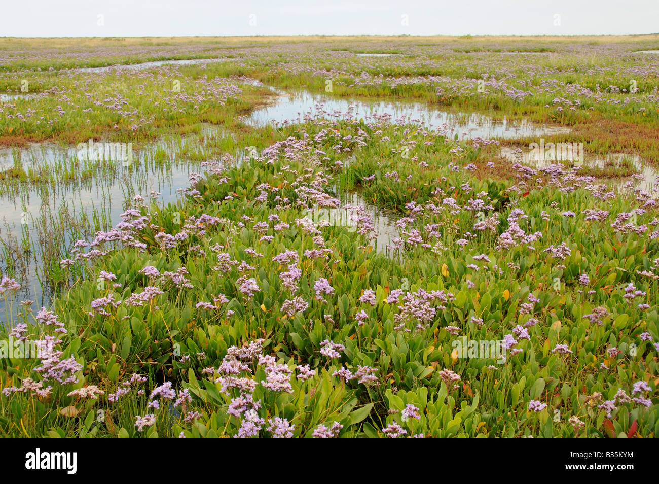 Salt marsh norfolk hi-res stock photography and images - Alamy