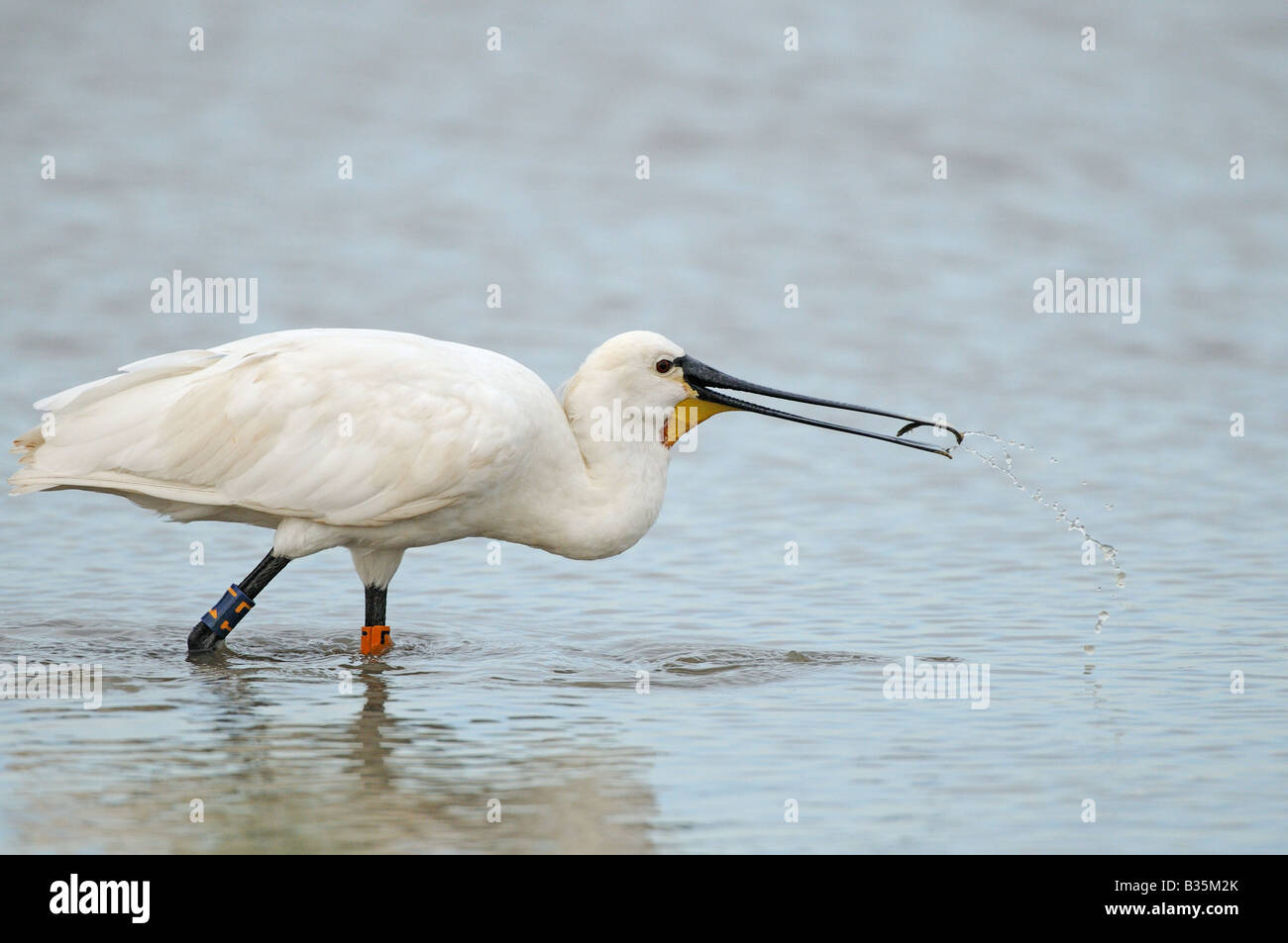 Spoonbill platalea leucorodia feeding with fish in bill in coastal ...
