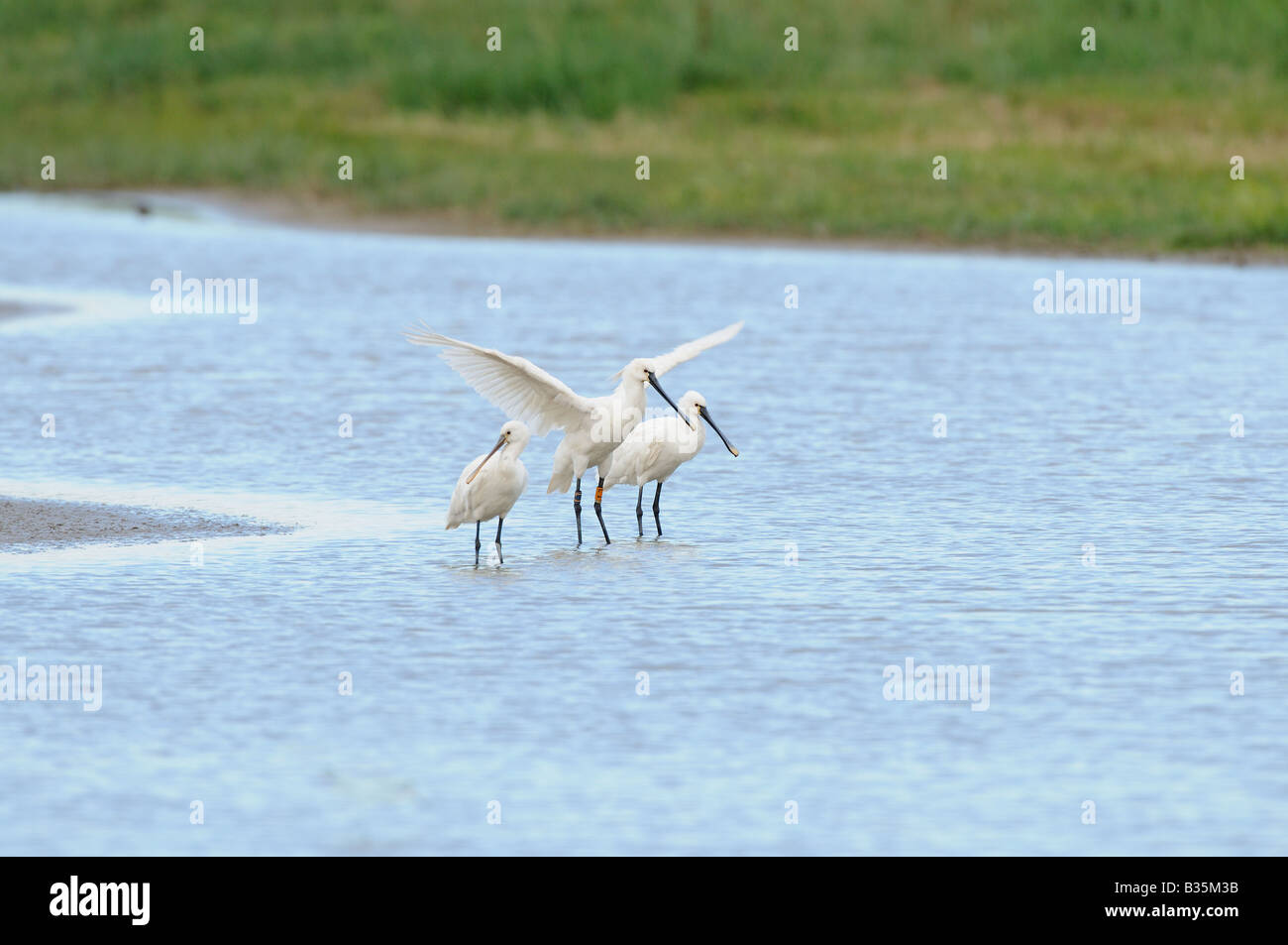Spoonbills platalea leucorodia three birds in water in coastal scrape ...
