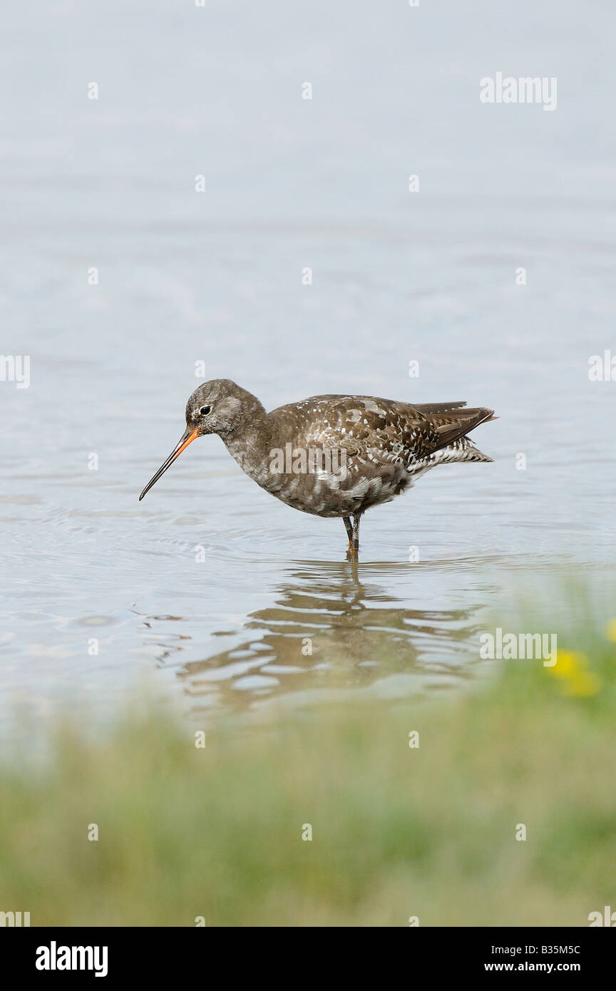 Spotted redshank tringa erythropus in summer plumage UK July Stock ...