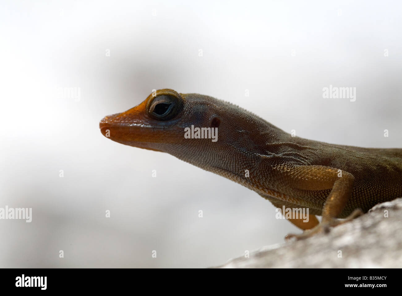Looking up at a colourful Caribbean Anole lizard on a branch Stock ...