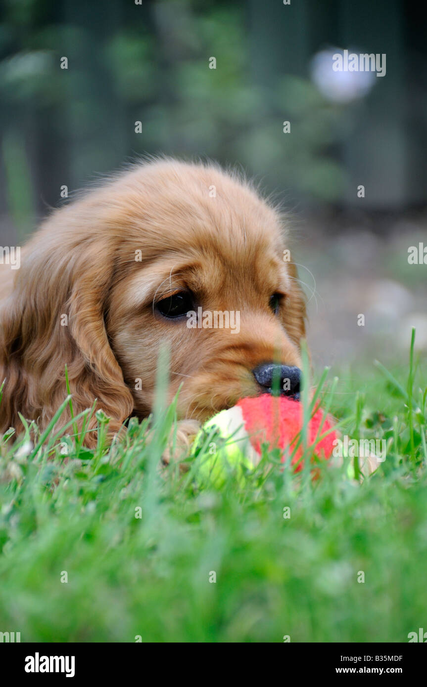 Cocker Spaniel puppy Stock Photo - Alamy
